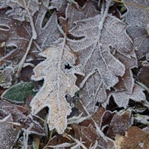 Emergence versus Entropy in Management | Thinking Matters